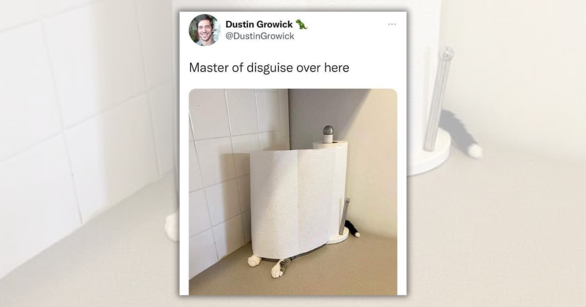 28 Purrfectly Funny Feline Memes to Make Caturday Legendary Again (Now ...