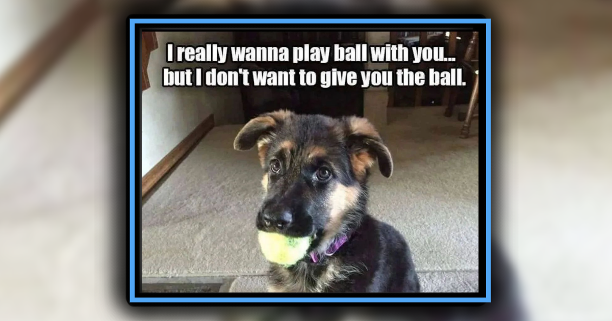 21 Pawsitive Pet Memes for Your Midweek Mood Booster - Animal Comedy ...