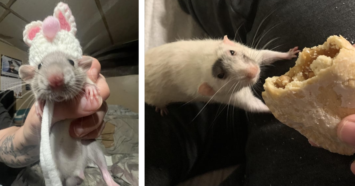 29 Rat Pics Proving Pocket-Sized Pets Bring All the Cuddles and Comedy ...