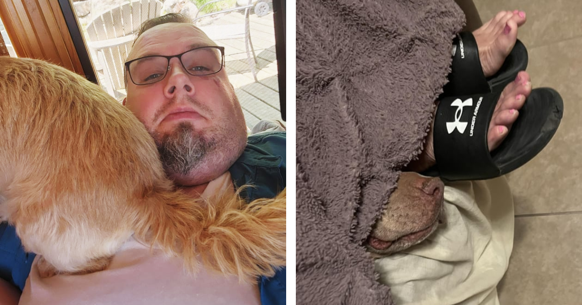 25 Very Sweet Velcro Doggo Pics Demanding Awwttention With Zero ...