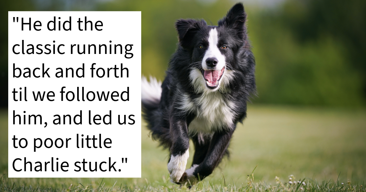 “He was barking and scratching like crazy—and he was right”: Loyal ...