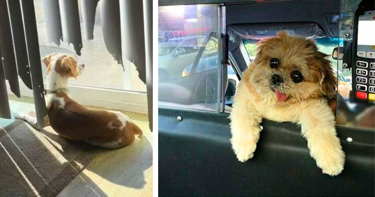 Pawsitive Vibe Party: 23 Goofy Doggos for When You Need a Wholesome ...