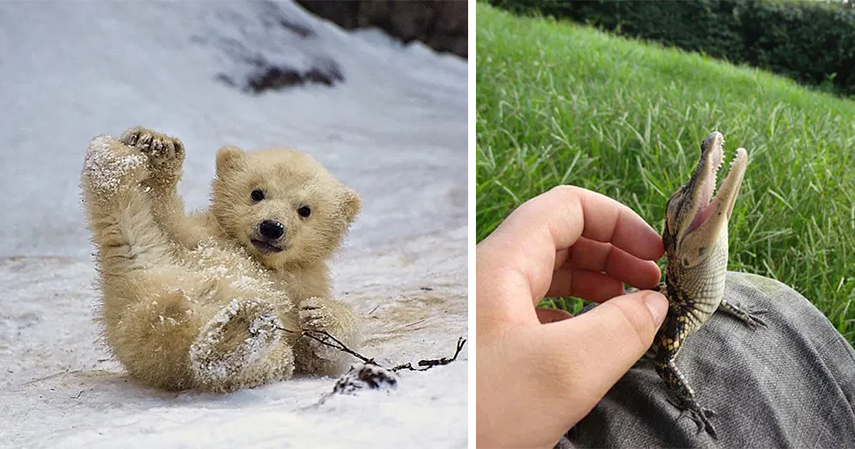24 Itty Bitty Cute Baby Animals To Bring A Smile To Your Face (July 13 ...