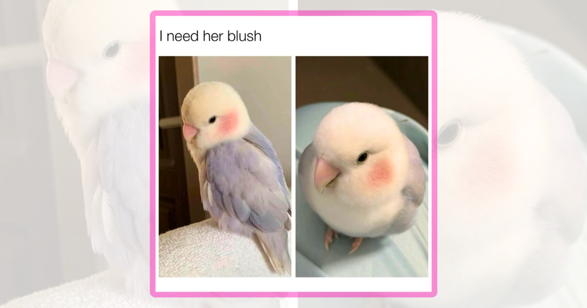 24 Pawsitive Pet Memes for People Who Wish for a Wholesome Day - Animal ...