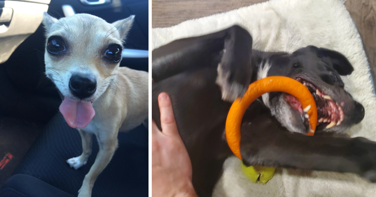 24 Adogable Pictures of Delightfully Derpy Dogs to Brighten Up a Ruff ...