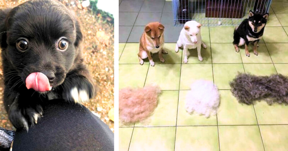 When Everything Feels Ruff, Look at Some Goofy Good Boys and Girls for ...