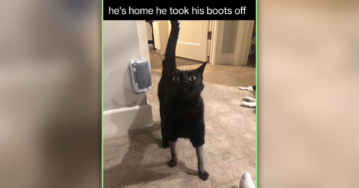 Family Chat Meltdown? These 25 Cat Memes Are the Purrfect Emotional ...