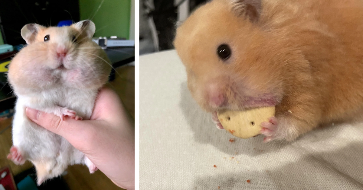 20 Plump Pictures of Hamsters With Cheeks at 100% Capacity (But Still ...
