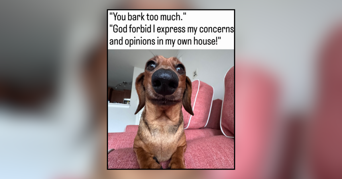 23 Barktastic Memes of Dogs Raising the Woof with Every Ruff - Animal ...