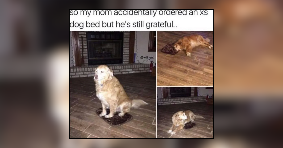 24 Memes of Delightfully Doggone Wholesome Moments to Wag You Into the ...