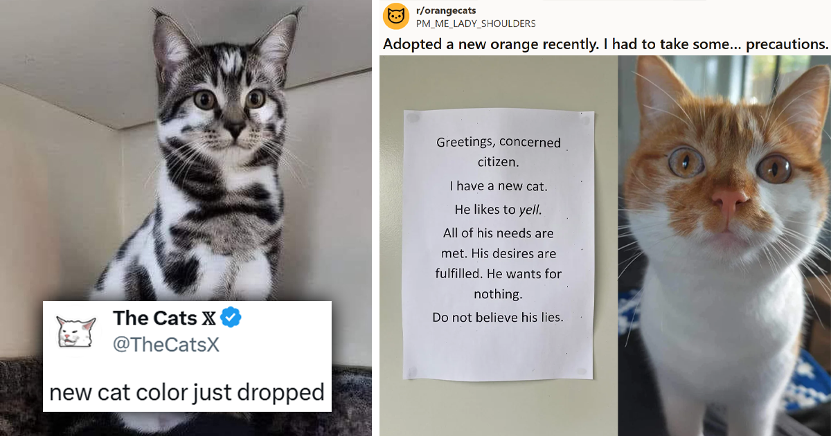 Your Weekly Caturday Meowgazine: 20 Most Iconic 'I Can Has Meowments ...