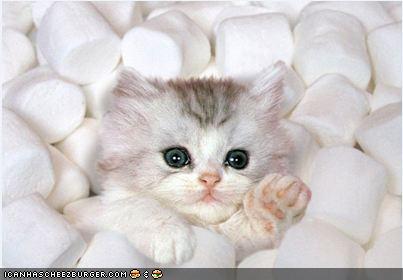 I Can Has Cheezburger?