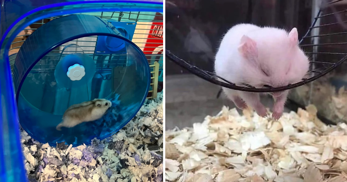 20 Pictures of Hilarious Hamsters Running From Life's Problems - Animal Comedy - Animal Comedy ...