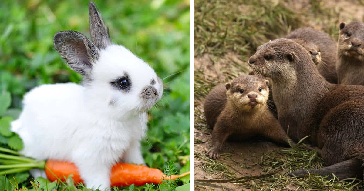 20 Itty Bitty Cute Baby Animals To Bring A Smile To Your Face (July 20 ...
