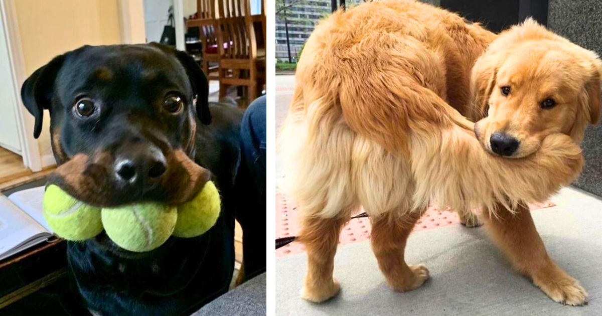 28 Pawsitively Uplifting Doggos for the Mentally-Tired But Emotionally ...