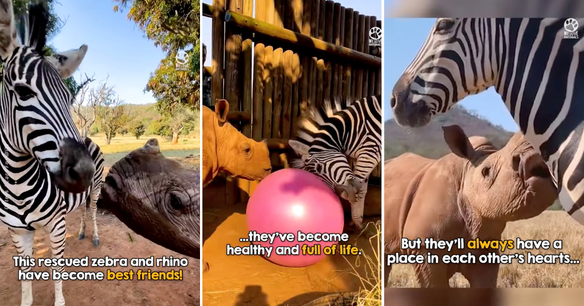 Orphaned baby rhino and zebra become best friends after arriving to ...