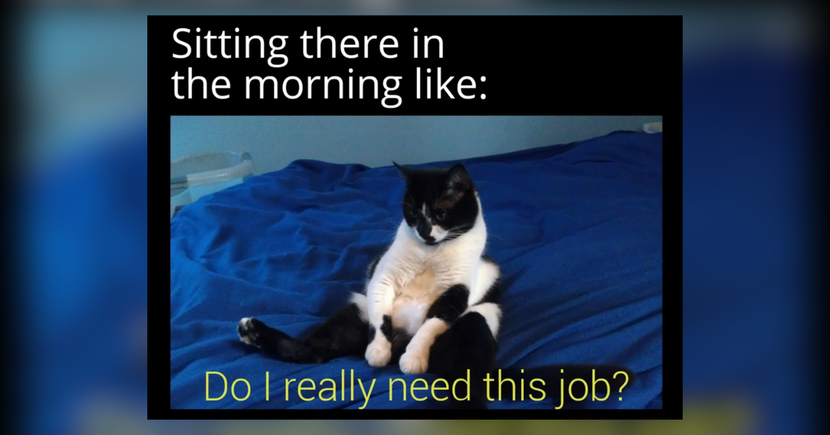 21 Morning Memes of Feline Fatigue for Early Workers Fighting the Alarm ...