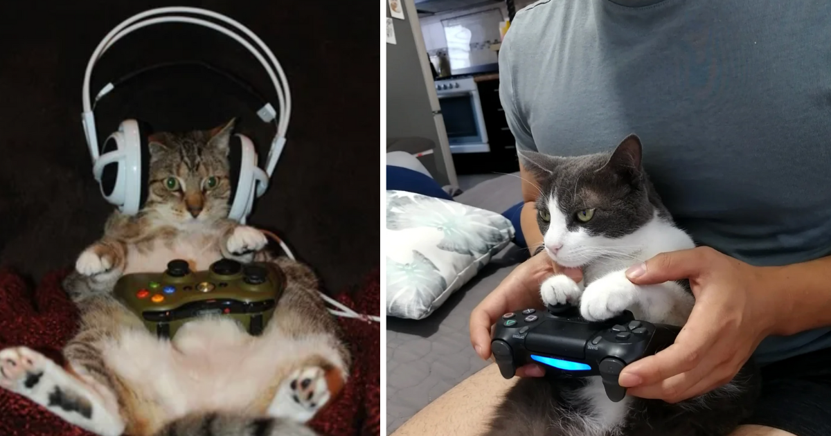26 Epic Pictures of Gamer Cats Clawing, Clicking, and Crushing ...
