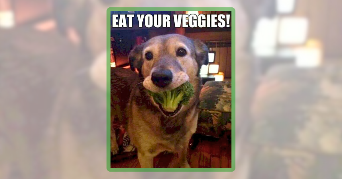 24 Dog Memes for People Who Need to BORK and LOL All Weekend - Animal ...