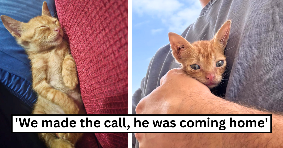 Kitten rescued from a devastated place to a warm home by heroic human ...