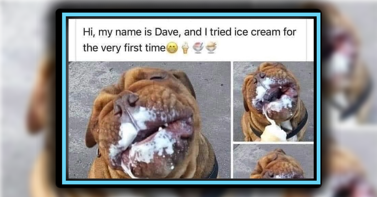 25 Delicious Doggo Memes for Hoomans Who Deserve a Heartwarming Treat - Animal Comedy - Animal ...
