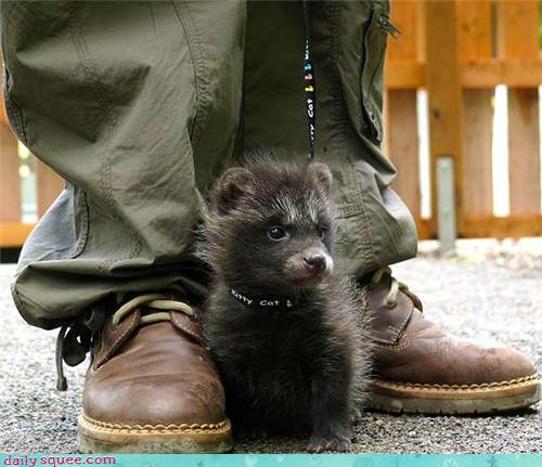 Daily Squee - Cute Animals - Cute Baby Animals - Cute Animal Pictures ...