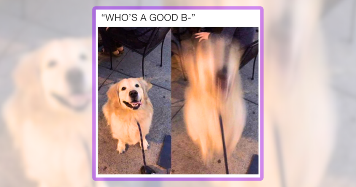30+ Good Memes of Good Boys and Girls for a Doggo-Filled Good Day ...