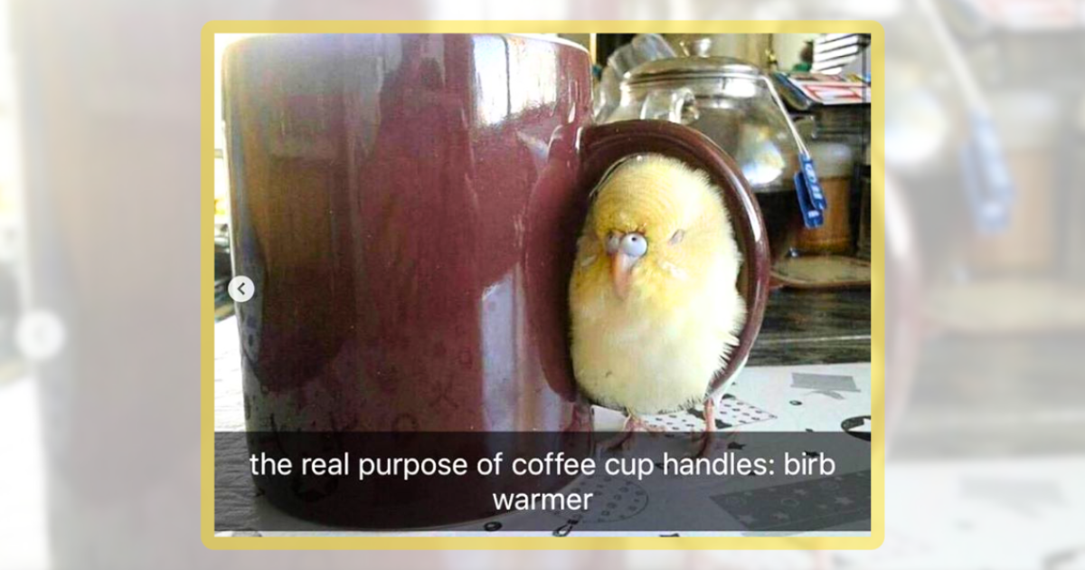 25 Domesticated Animal Memes to Delightfully Remind You of Home This ...