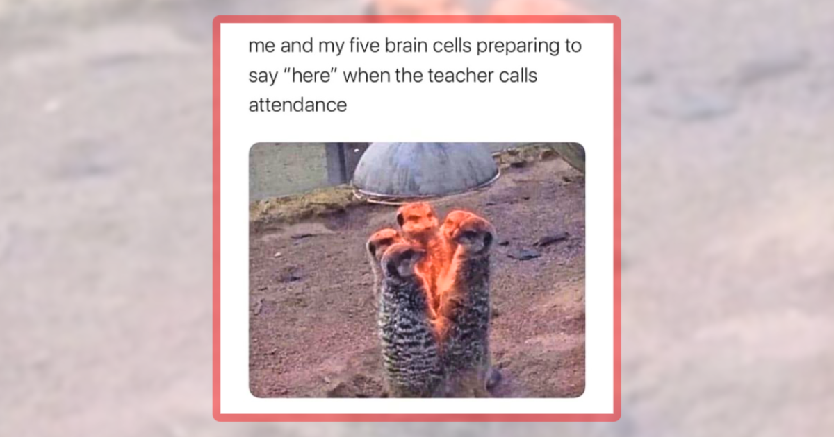 35+ Animal Memes for When You’ve Reached Your Weekly Social Limit ...