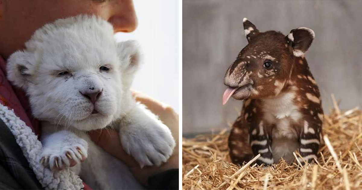 20 Itty Bitty Cute Baby Animals To Bring A Smile To Your Face (July 27 ...