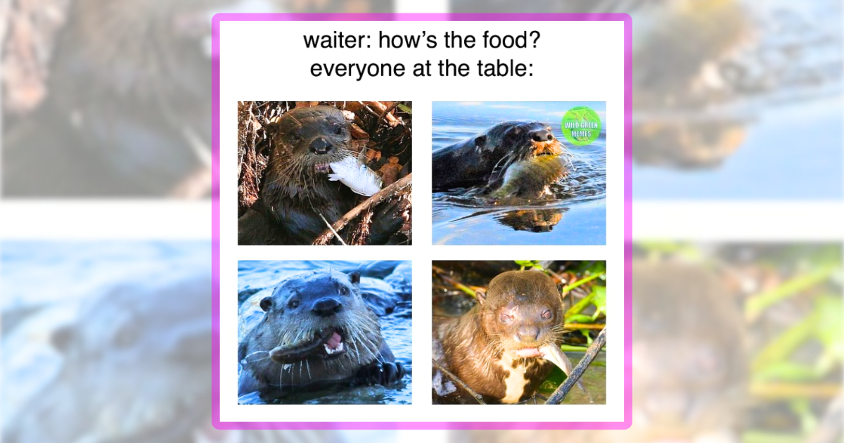 21 Otterworldly Otter Memes to Pawsitively Put a Smile on Your Soul ...