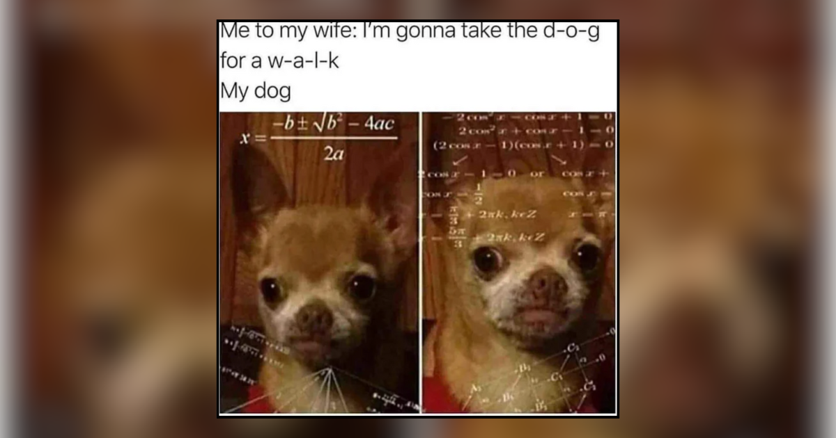 24 Howlarious Memes of Dogs Loving, Loathing, and Leading Walk Time ...