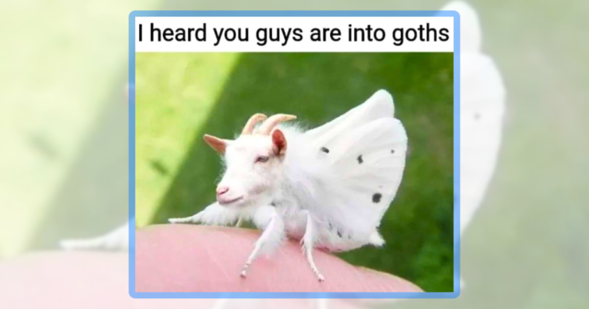 25+ Animal Funnies Full of Derp For Weirdos Masking Their Madness ...