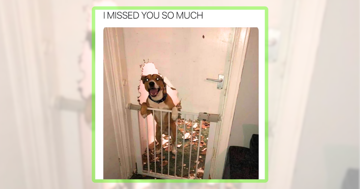 30+ Doggo Funnies for Pawsome People Raising Chaotic Canine Children ...