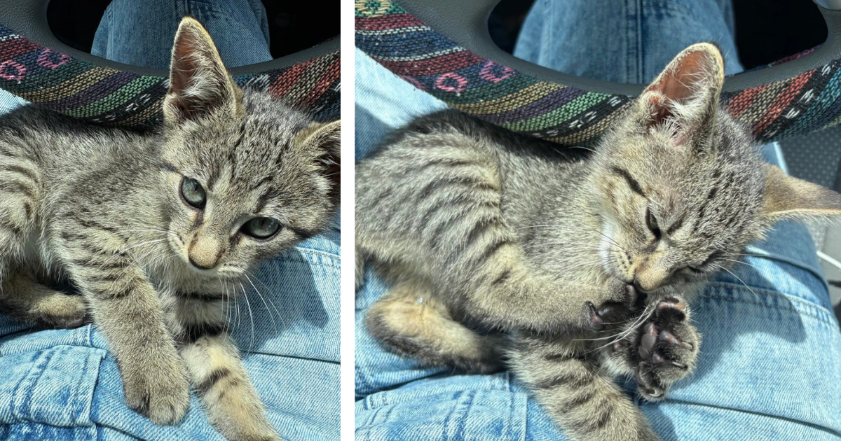 Cat lover catches two people dumping 2-month-old kitten outside ...