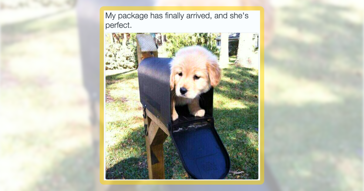 Pawsitive Package Full of 22 Fluffy Doggo Memes to Start Your Day With ...