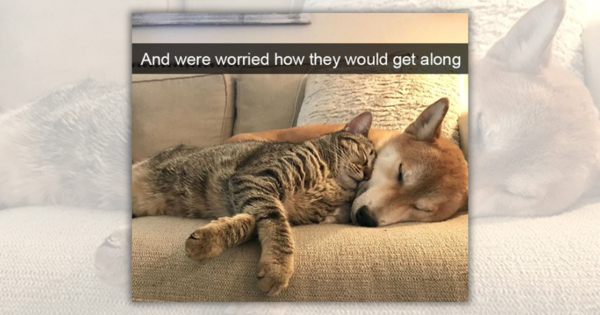 26 Doggo and Cat Funnies That Weirdly Work Together in Wholesome ...