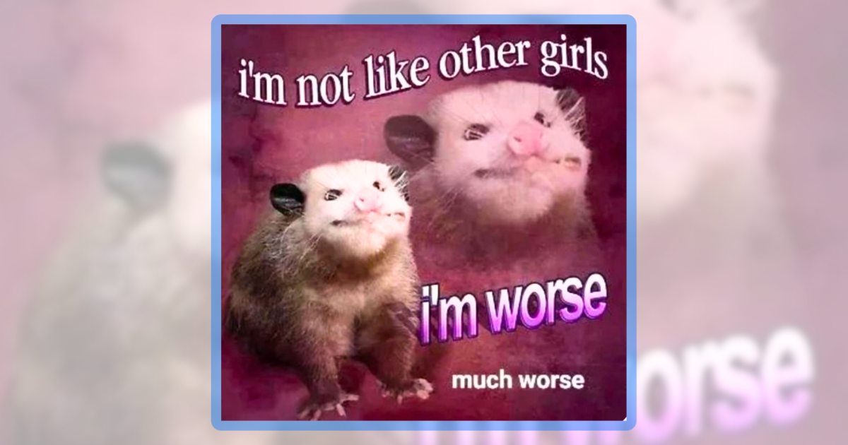 20 Opossum Memes for the Lost and Confused Who Need a Silly Breather ...