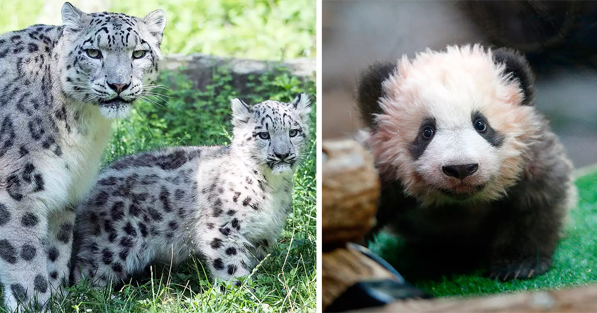 20 Itty Bitty Cute Baby Animals To Bring A Smile To Your Face (August 3 ...