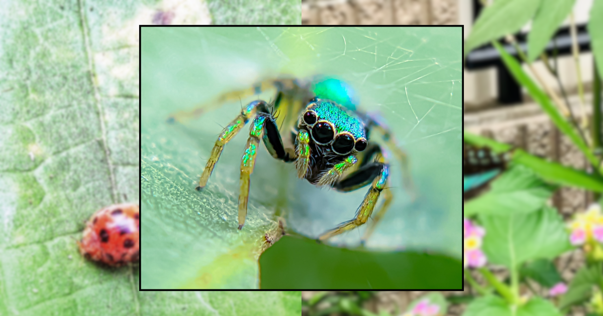 20+ Unique and Beautiful Insects That Peak Our Nerdy Curiosity - Animal ...