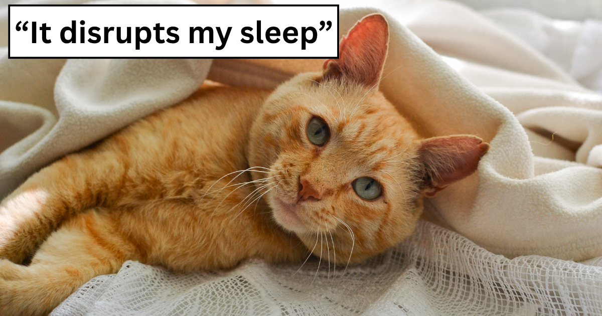 Allergic husband asks wife to stop bringing her cat to bed, wife ...