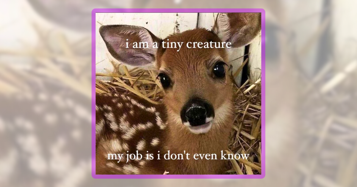 26 Wildlife Memes for Brave Wanderers Who Need a Virtual Bear Hug ...