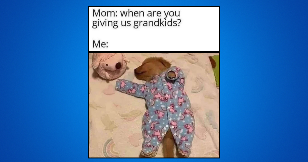 20+ Wholesome Doggo Memes For Pet Lovers in Need of a Smile - Animal ...