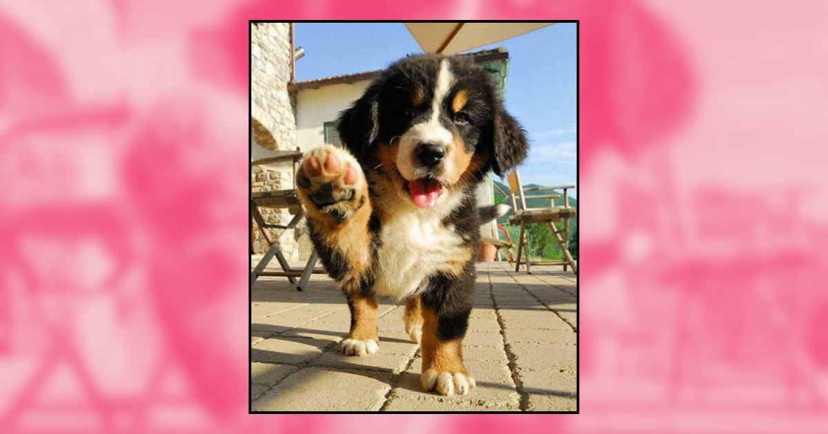 Handsome and Wholesome Furry Fellows Dapper’d Out in Cuteness for Our ...