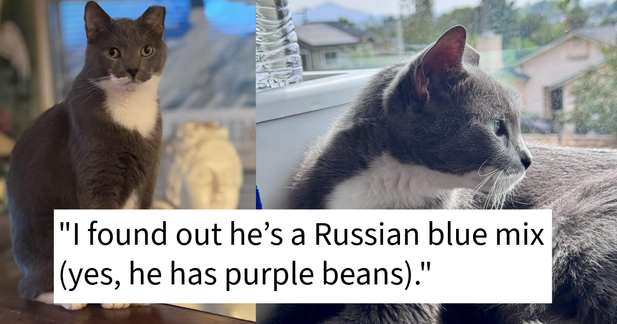 "I was told he was basically feral, unmanageable, and aggressive": The ...