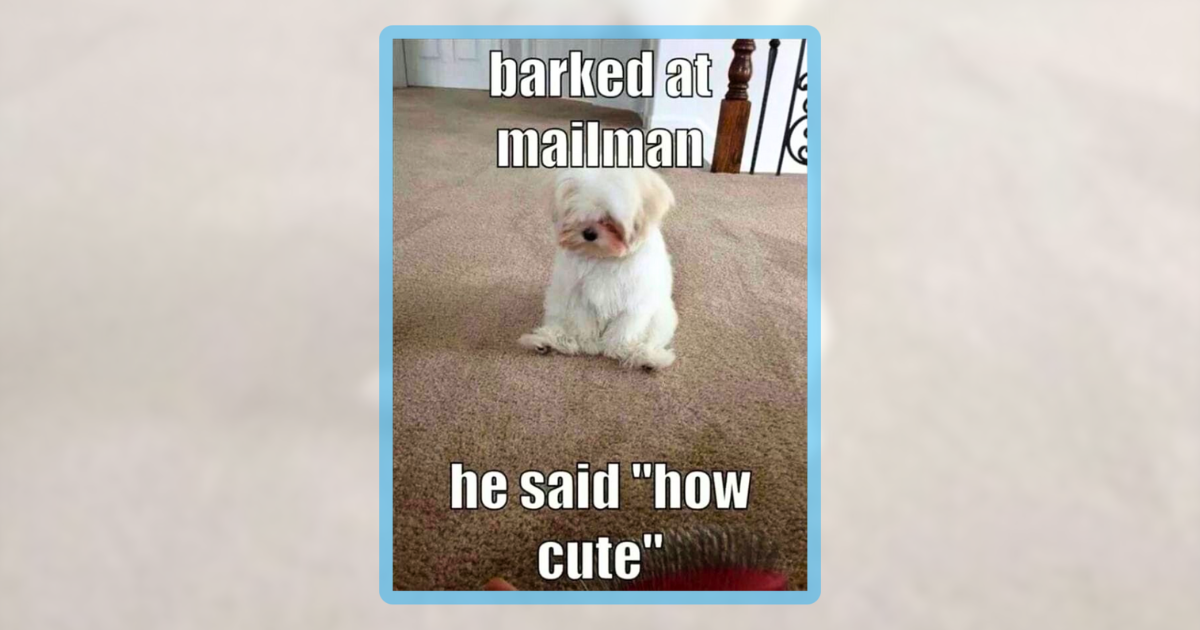 23 Dog Memes to Show Your Dog and Say "That's You, My Good Boy ...