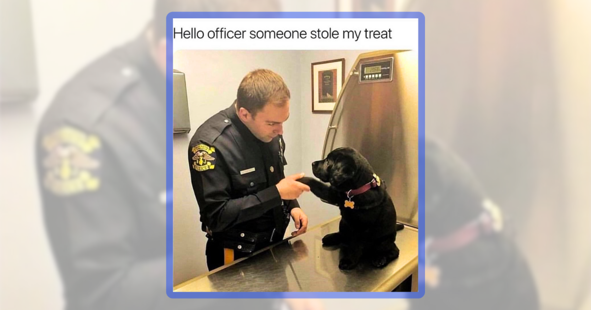 Hard Investigation Into Why Dogs are the Best Boys and Girls: 24 Doggo ...