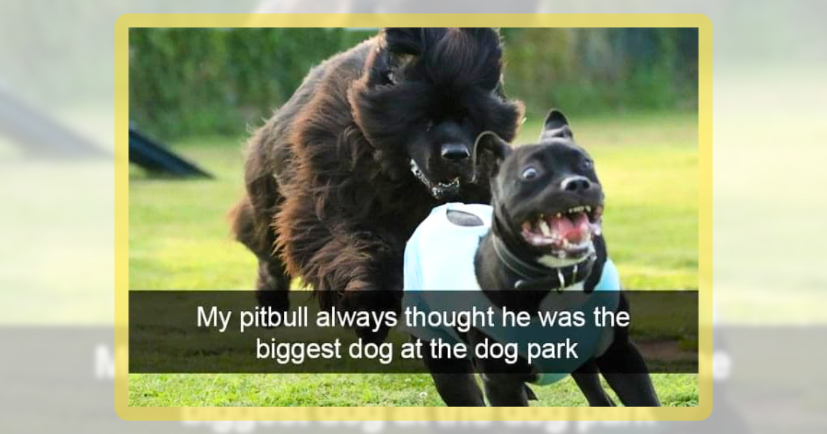 24 Dog Funnies to Frolick With All Over the Dog Park - Animal Comedy ...