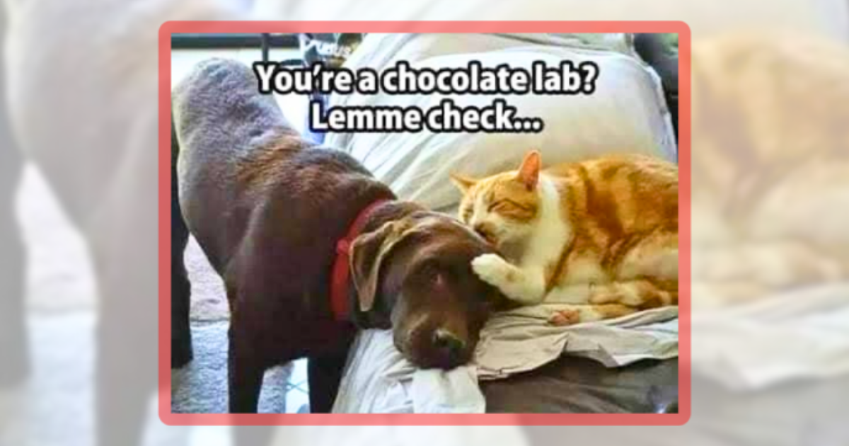 23 Hounds of Happiness to Counter Your Midweek Madness - Animal Comedy ...