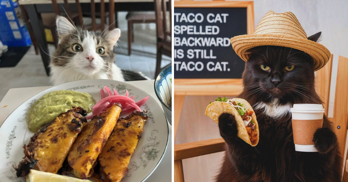 22 Pawsome Pictures of Taco Tuesday Cats Serving Up Serious Cuteness ...
